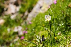 Snowdonia National Park: A Wildlife Enthusiast's Guide - Nature Roamer