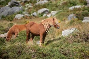 Snowdonia National Park: A Wildlife Enthusiast's Guide - Nature Roamer